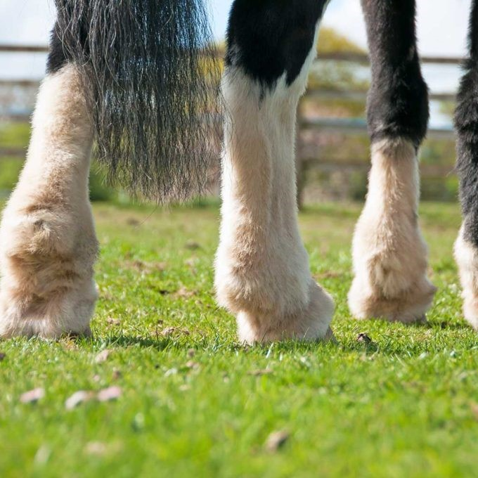 CPL in Horses | Avonvale Equine Vet Practice Blog