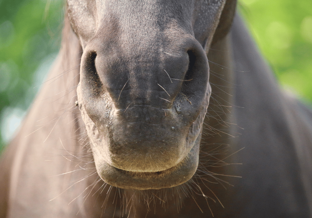 Guide to Equine Sinusitis | Avonvale Equine Vet Practice