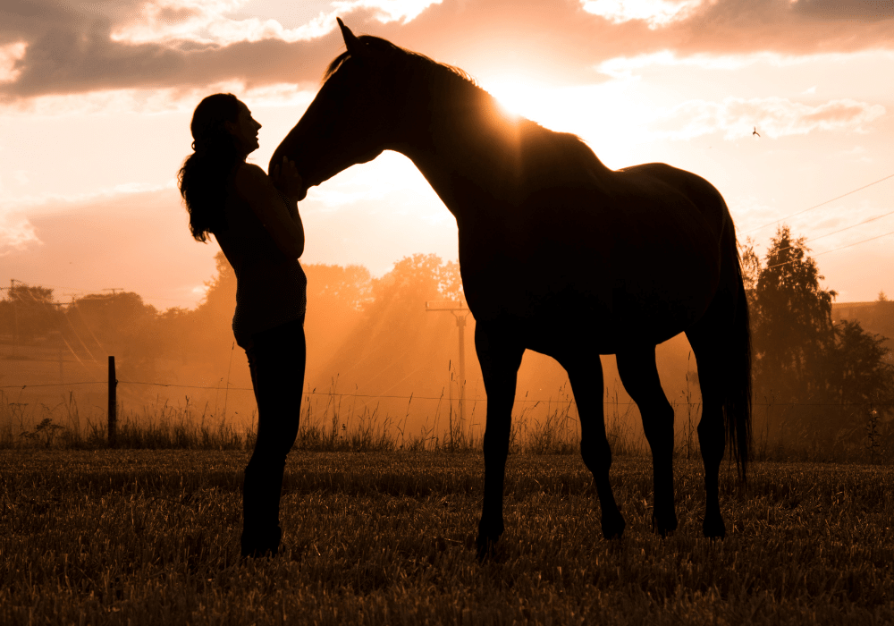 Saying Goodbye: Horse Euthanasia and What to Expect