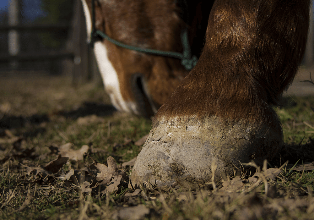 What is Laminitis in Horses? | Avonvale Equine Vets Blog