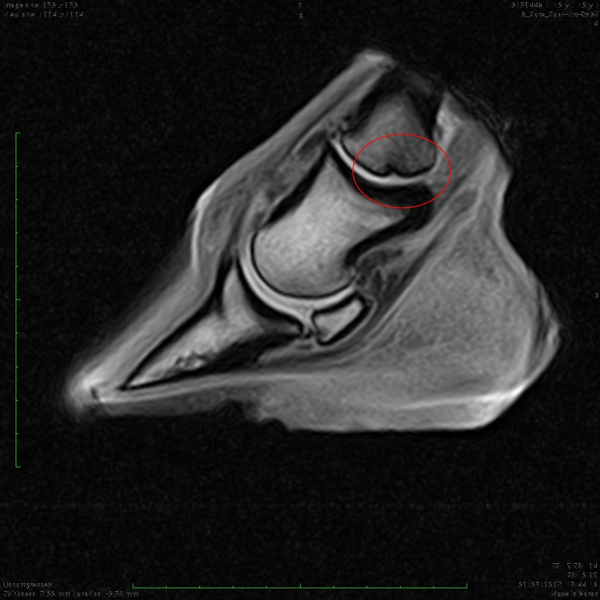 Equine MRI Case Study | Avonvale Equine Vet Practice