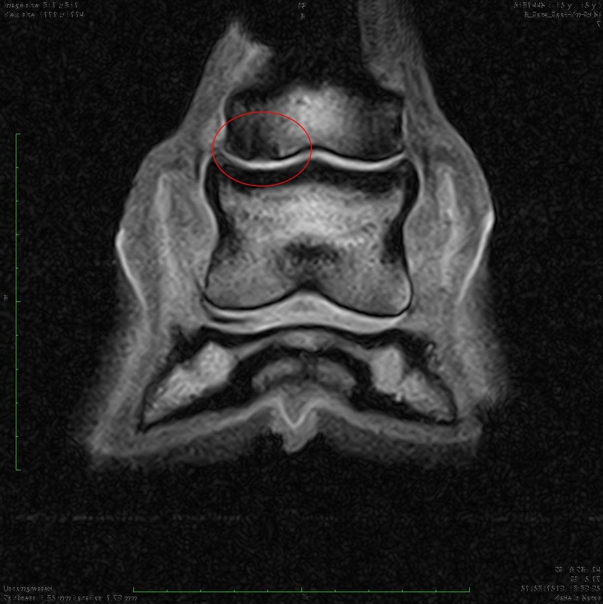 Equine MRI Case Study | Avonvale Equine Vet Practice