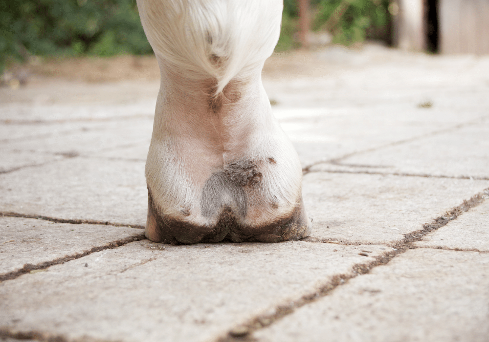 Guide to Mud Fever Symptoms | Avonvale Equine Vet Practice