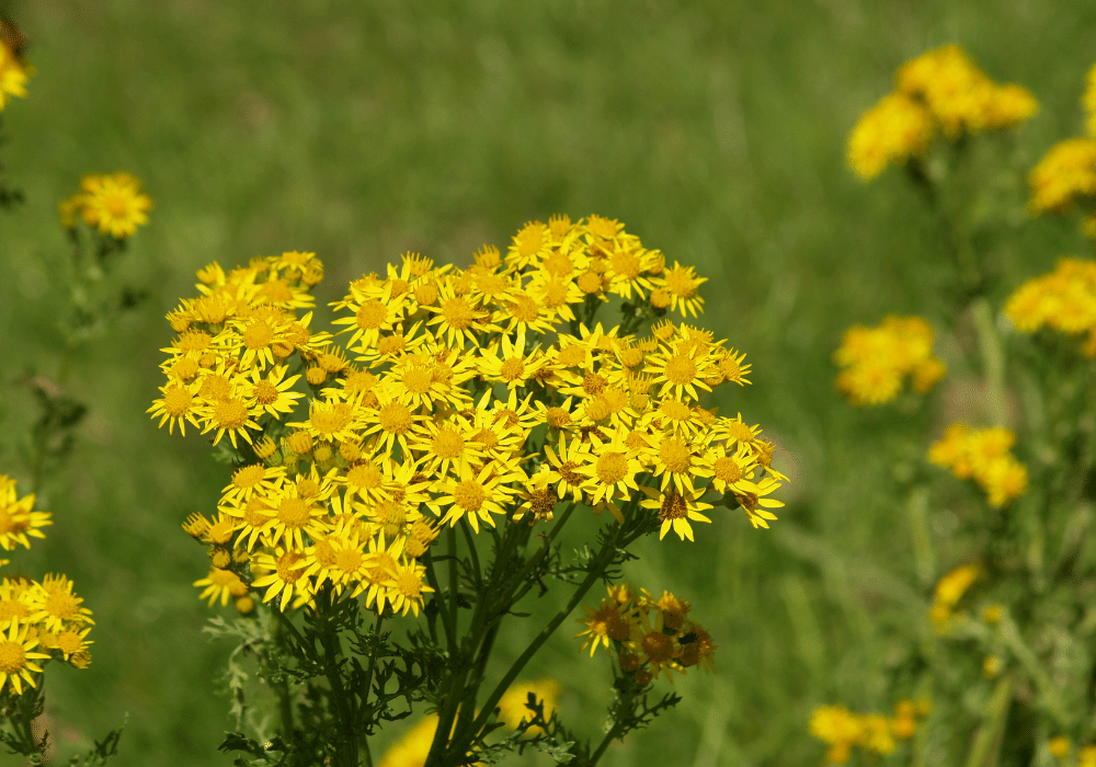 How to Remove Ragwort: A Guide for Horse Owners