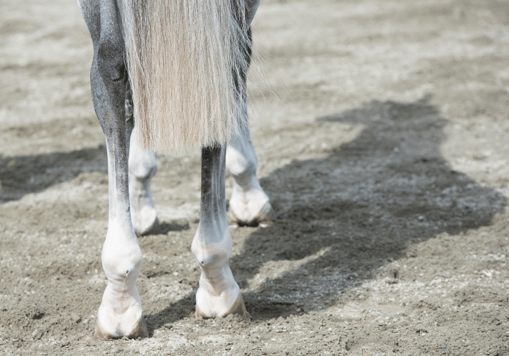 The Superficial Digital Flexor Tendon | Avonvale Equine Vets