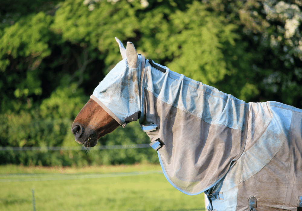 Sweet Itch Symptoms | Avonvale Equine Vet Practice Blog