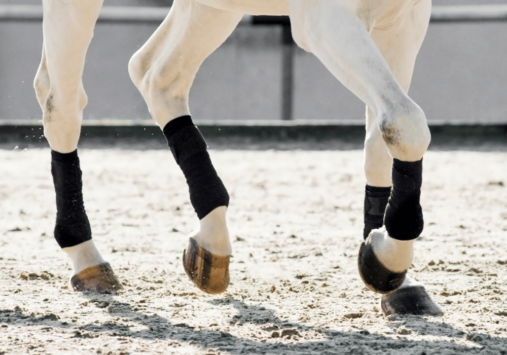 Pre-Purchase Examinations: How Much Are They? | Avonvale Equine