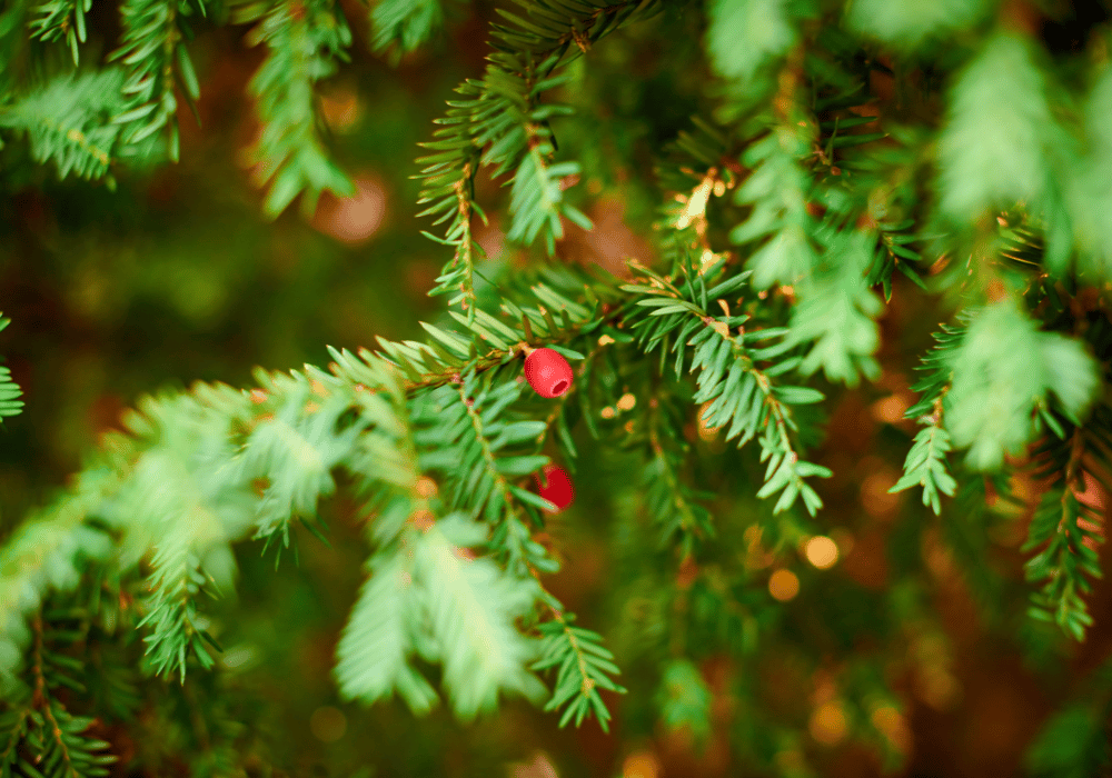 Yew Toxicity | Avonvale Equine Vet Practice Blog