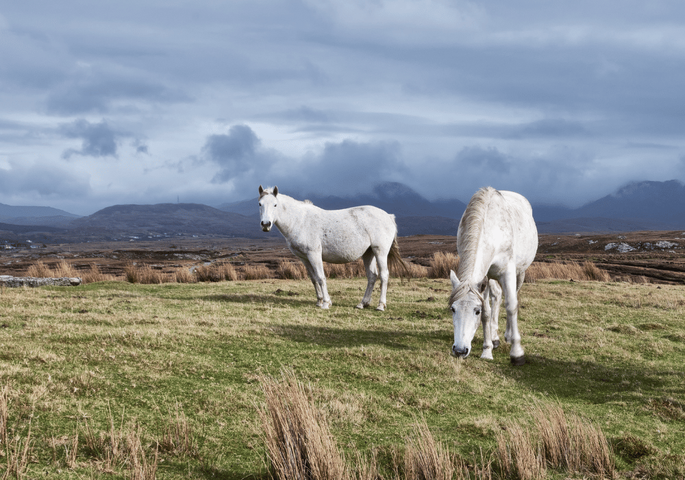 Hoof Wall Separation Disease | Avonvale Equine Vets