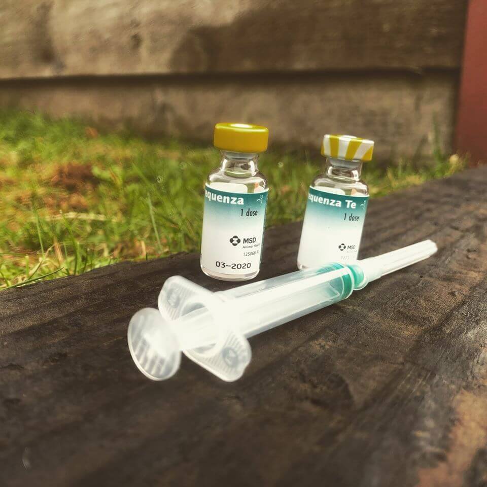 Equine Influenza: What Horse Owners Need to Know