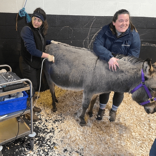 Martha the Redwings Donkey | Avonvale Equine Vets Case Study