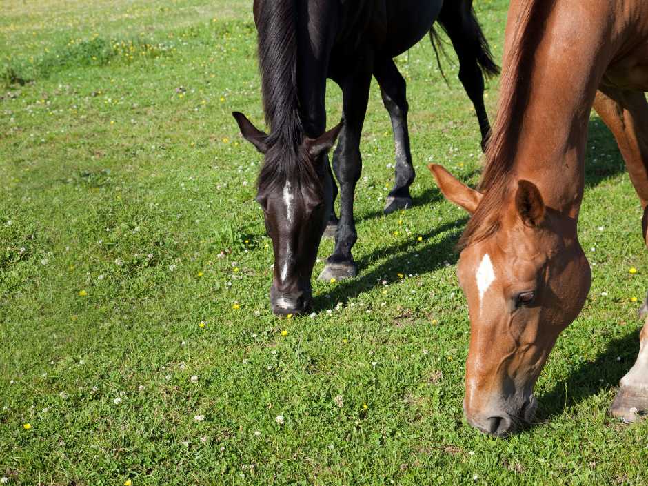 Guide to Equine Grass Sickness | Avonvale Equine Vet Practice