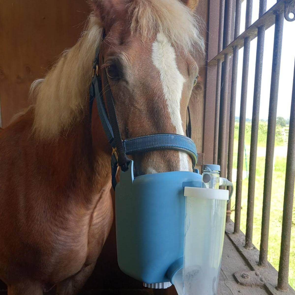 Equine Asthma Case Study | Avonvale Equine Vet Practice