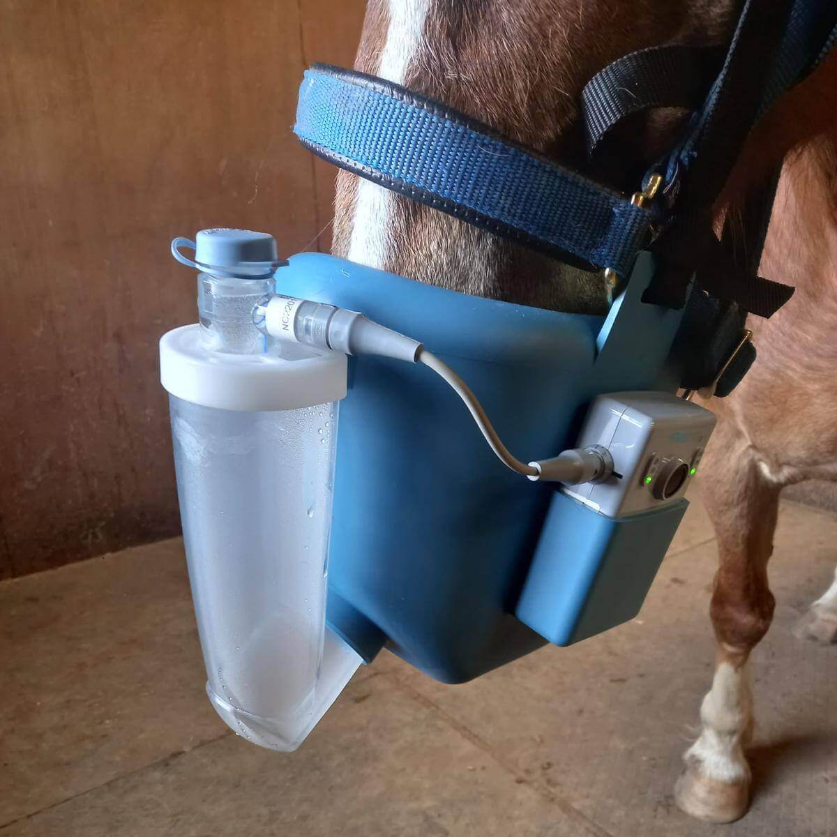 Equine Asthma Case Study | Avonvale Equine Vet Practice