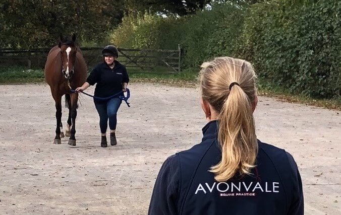 How to Trot up a Horse | Avonvale Equine Vet Practice Blog