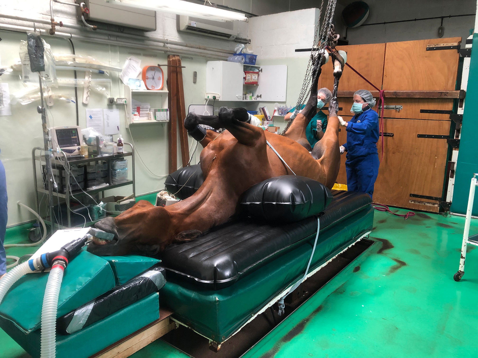Equine Anaesthesia | Avonvale Equine Vet Practice